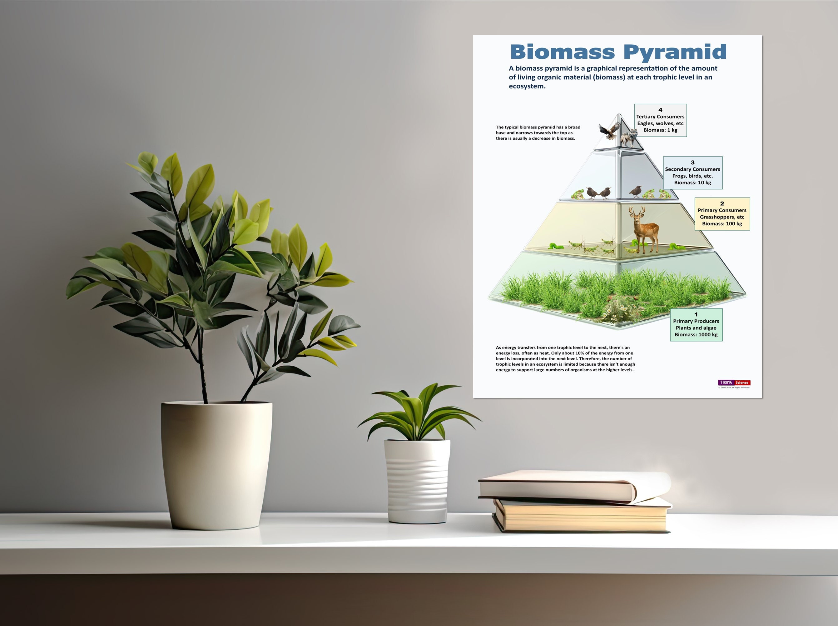 Blank Biomass Pyramid