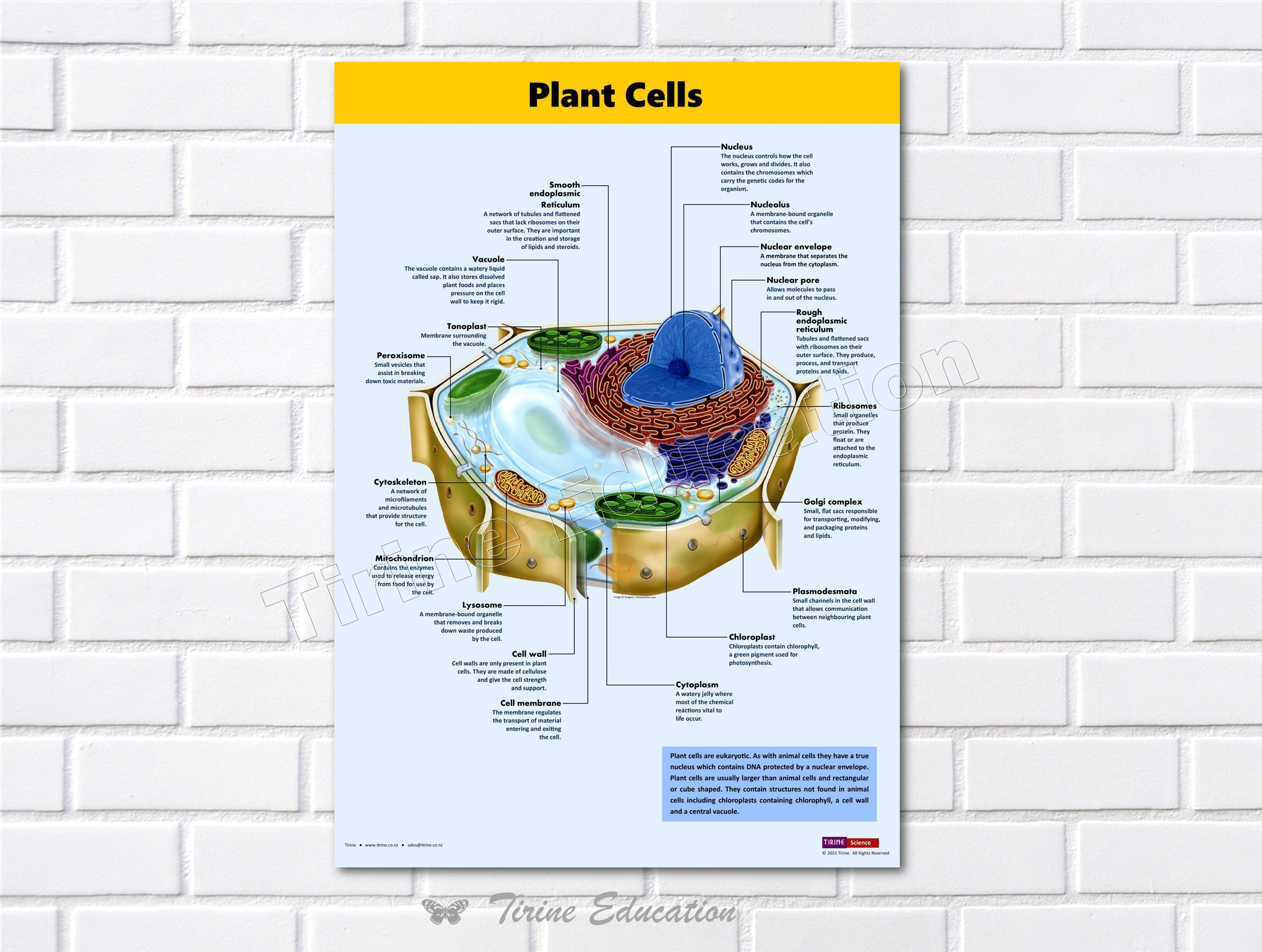 Plant Cell Chromosomes