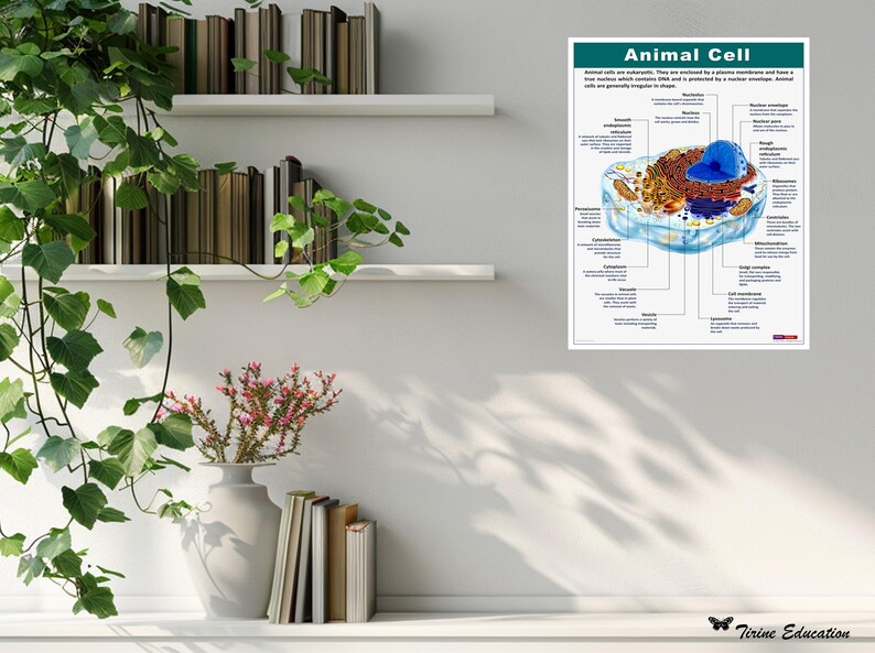 Animal Cell Classroom Poster – Engaging Science Classroom Decor ...