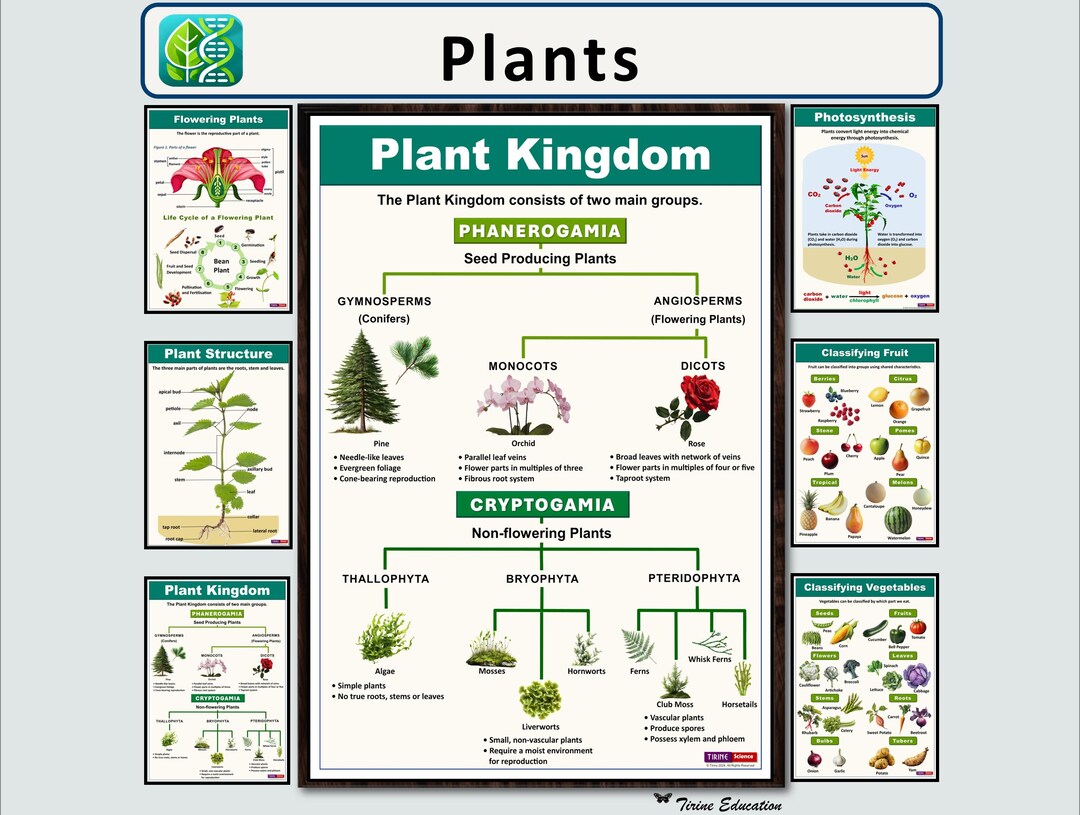 Plants, Poster Set, Biology, Science, Middle School, Grade 5-8 ...