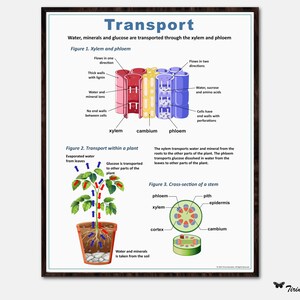 Plants Science Biology 7-poster Set, High School Science, Biology ...