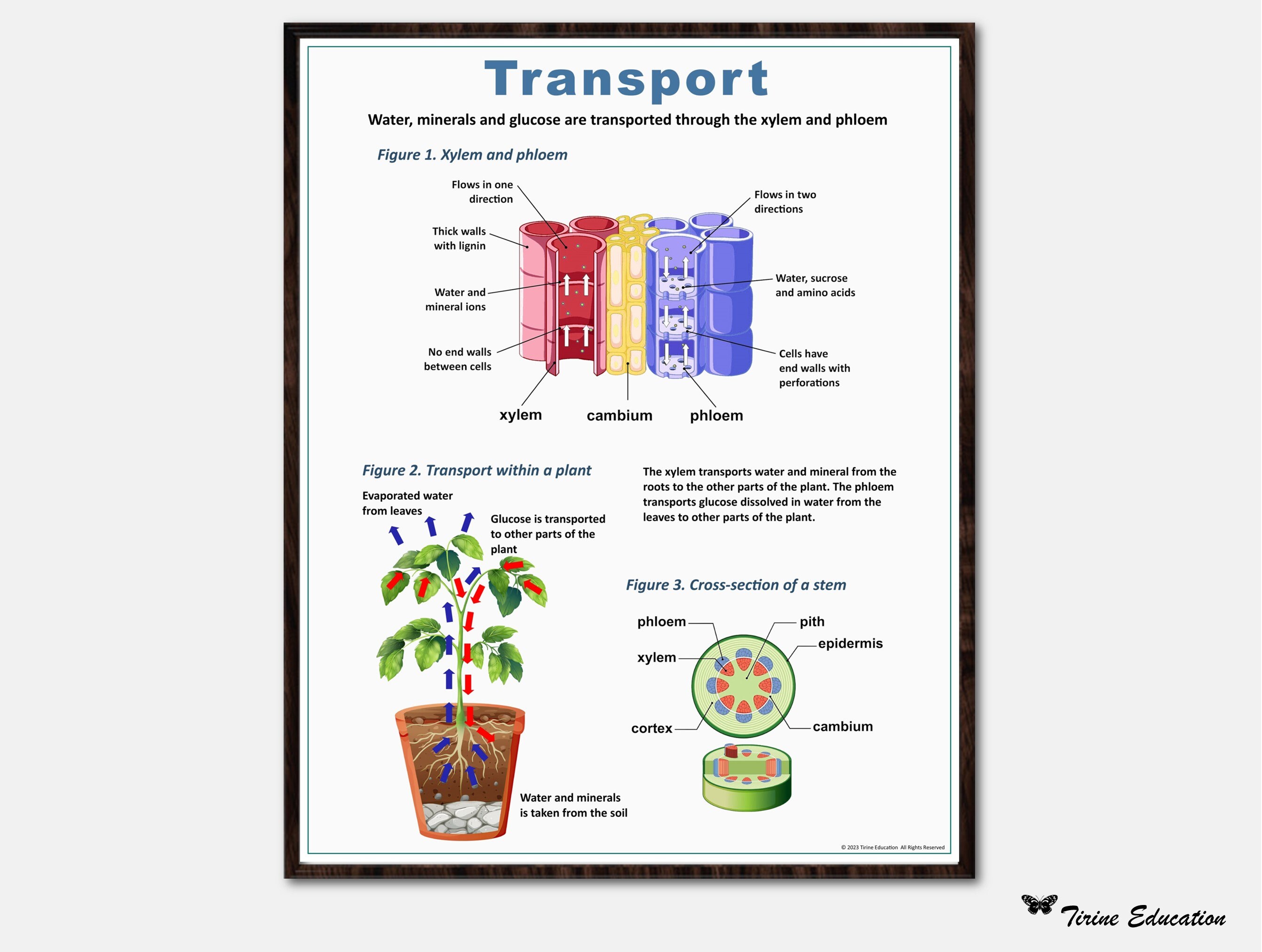 Plants Science Biology 7-poster Set, High School Science, Biology ...