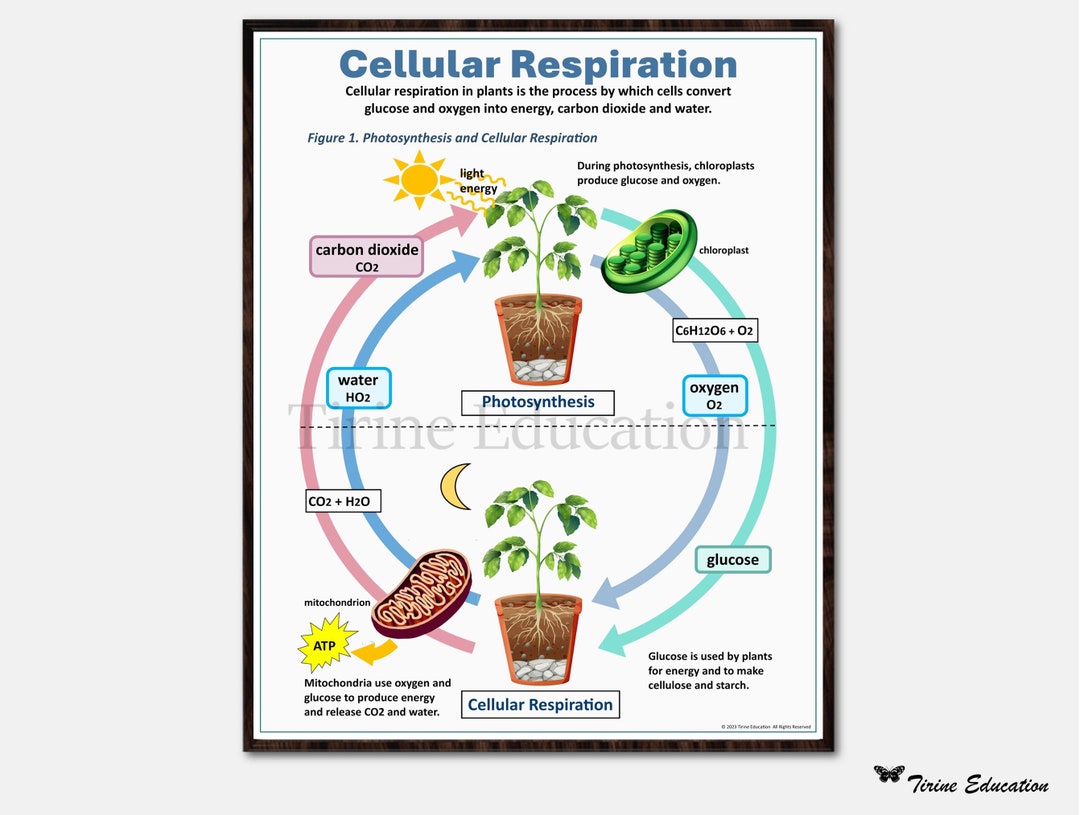 Cellular Respiration in Plants Poster, High School Science, Biology ...