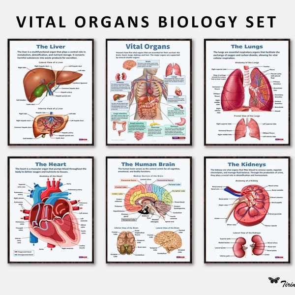 Human Anatomy Print - Etsy