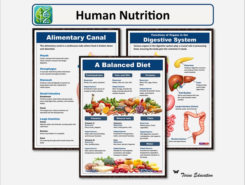 Biology Poster, Human Anatomy, Printable, Digital, Digestive System ...