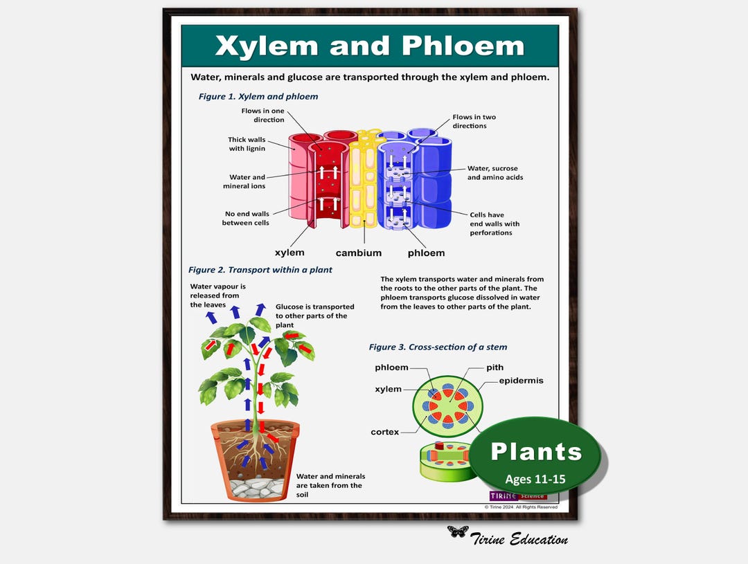 Xylem and Phloem Classroom Poster – Engaging Science Classroom Decor ...