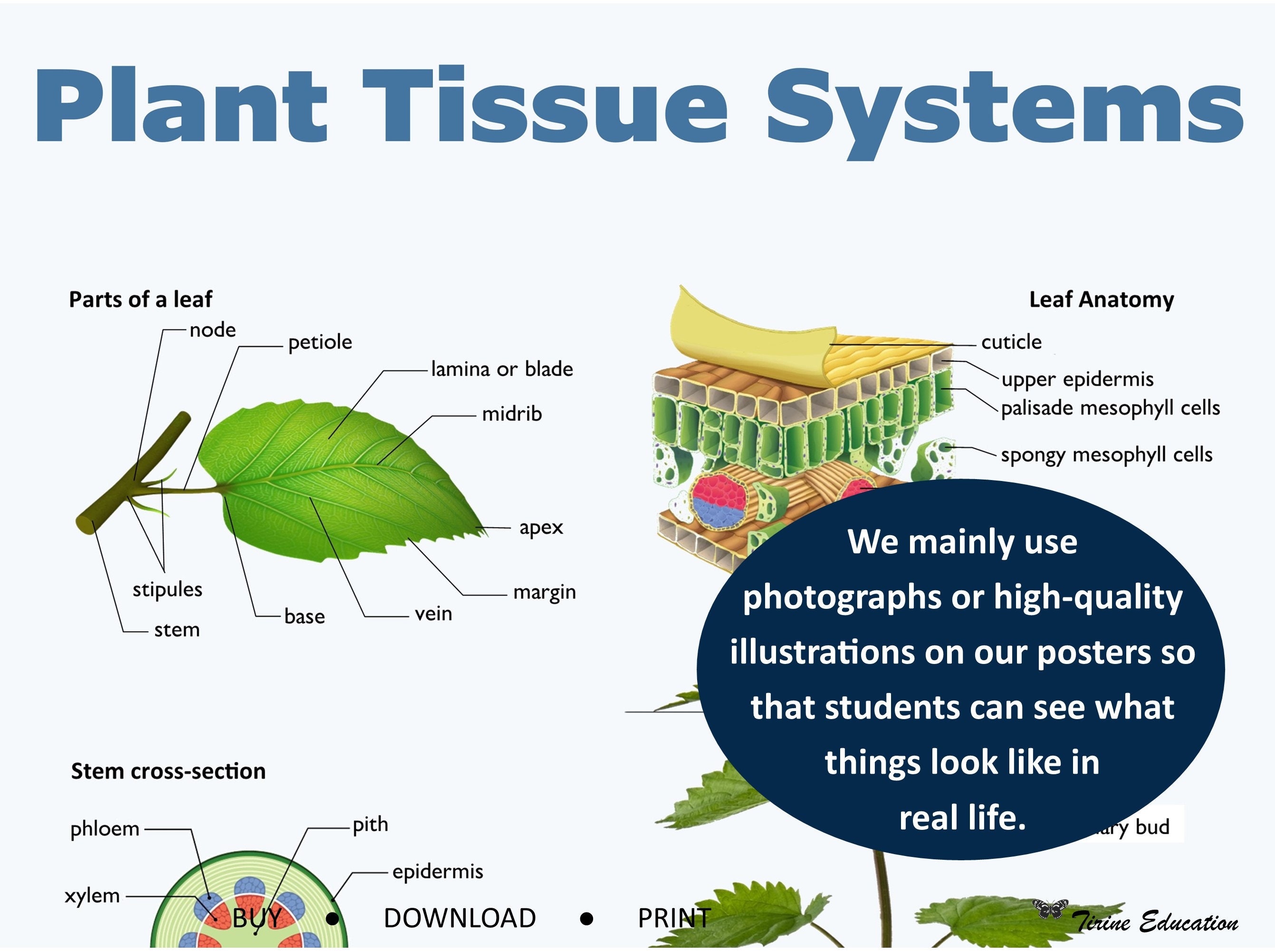 Plant Tissue Systems Poster, Educational Science Poster, Biology ...