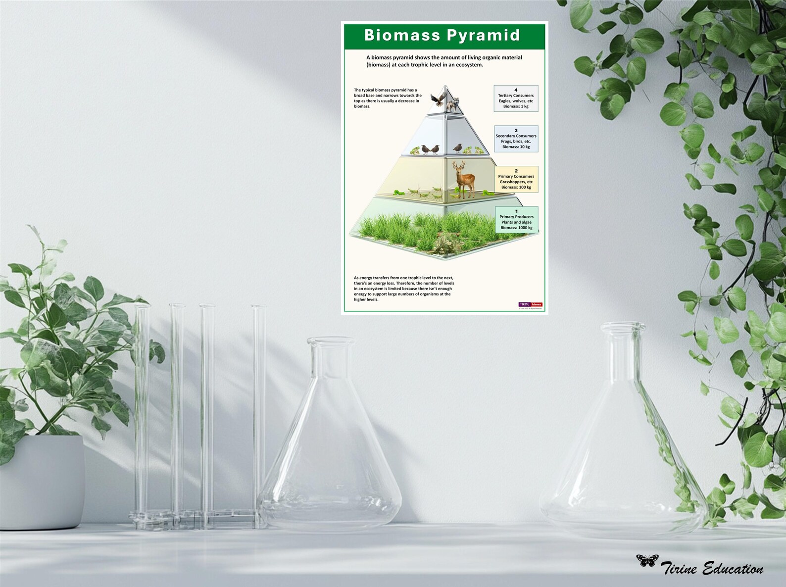 Biomass Pyramid Classroom Poster – Engaging Science Classroom Decor ...