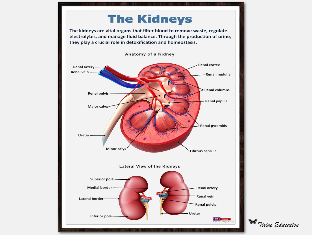 Human Kidneys Poster, Human Biology, Human Anatomy, Science Poster ...
