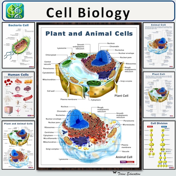 Biology Poster - Etsy