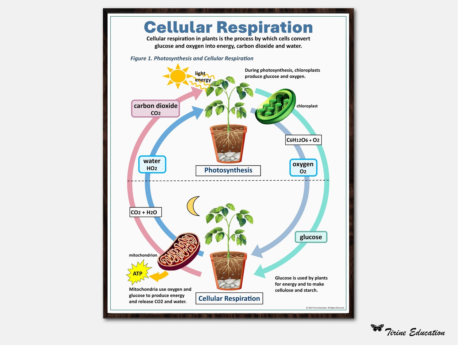 Plants Science Biology 7-poster Set, High School Science, Biology ...