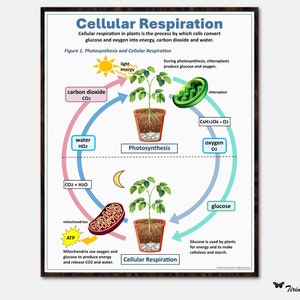 Plants Science Biology 7-poster Set, High School Science, Biology ...
