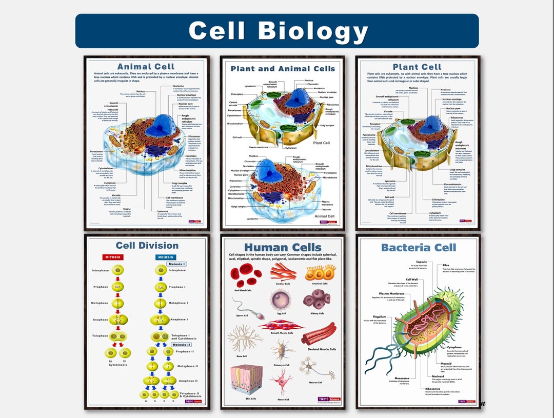 Cell Biology Poster Set, Biology Classroom Poster, Classroom Poster ...
