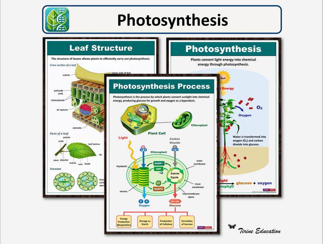 Photosynthesis, 3 Posters, 7 Sizes, Biology, Science, Middle School ...