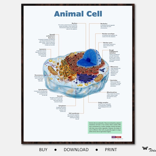 Animal Cell - Etsy