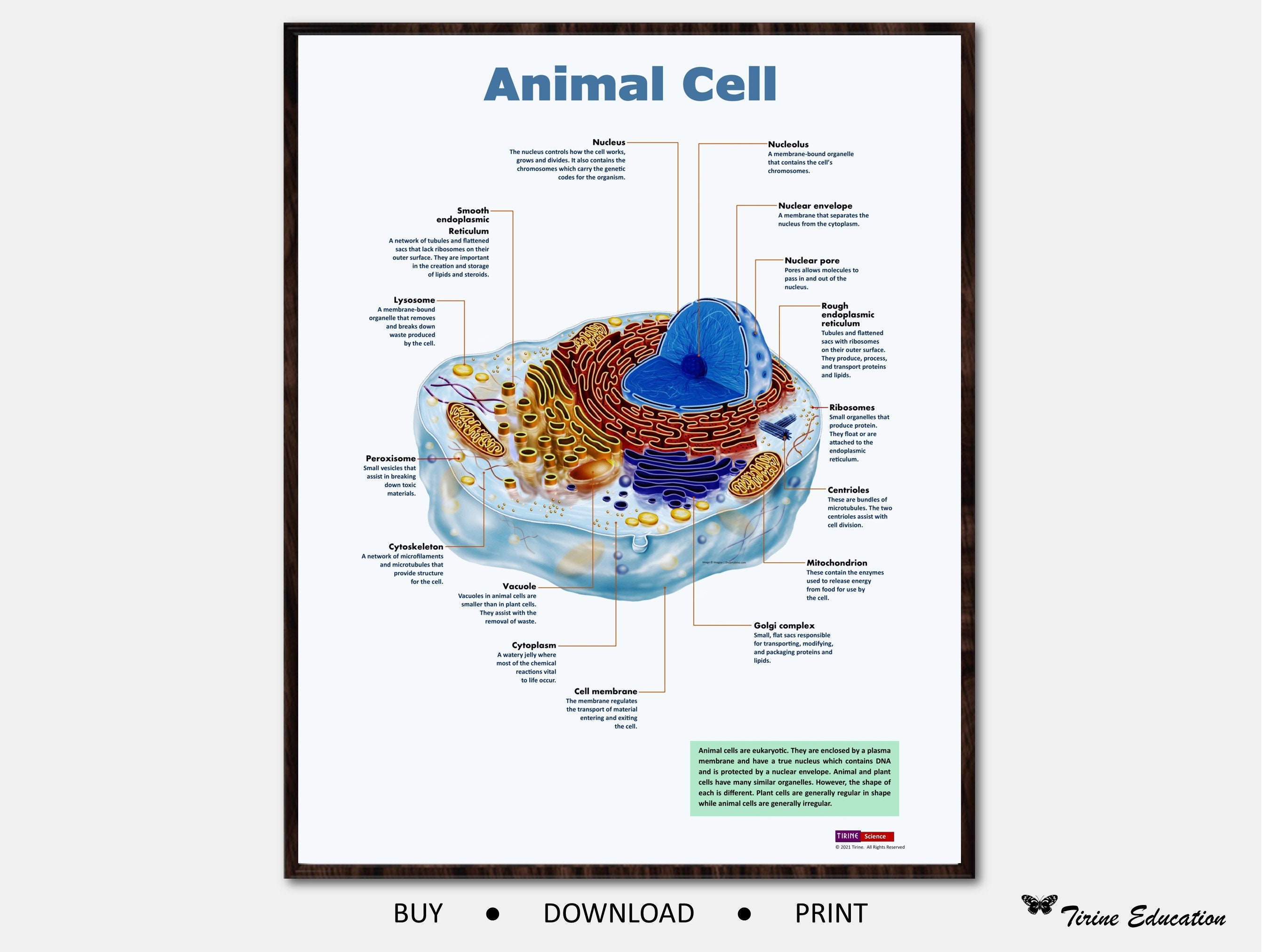 Chromosomes In Animal Cells