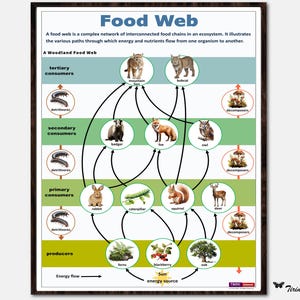 Food Web Poster Set, Biology Poster, High School Science, Food Chain ...