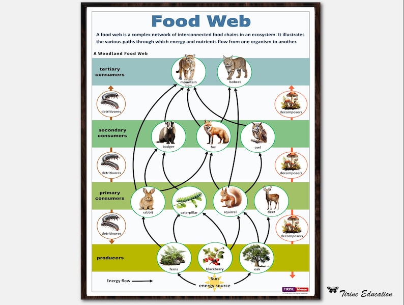 Food Web Poster Set, Biology Poster, High School Science, Food Chain ...