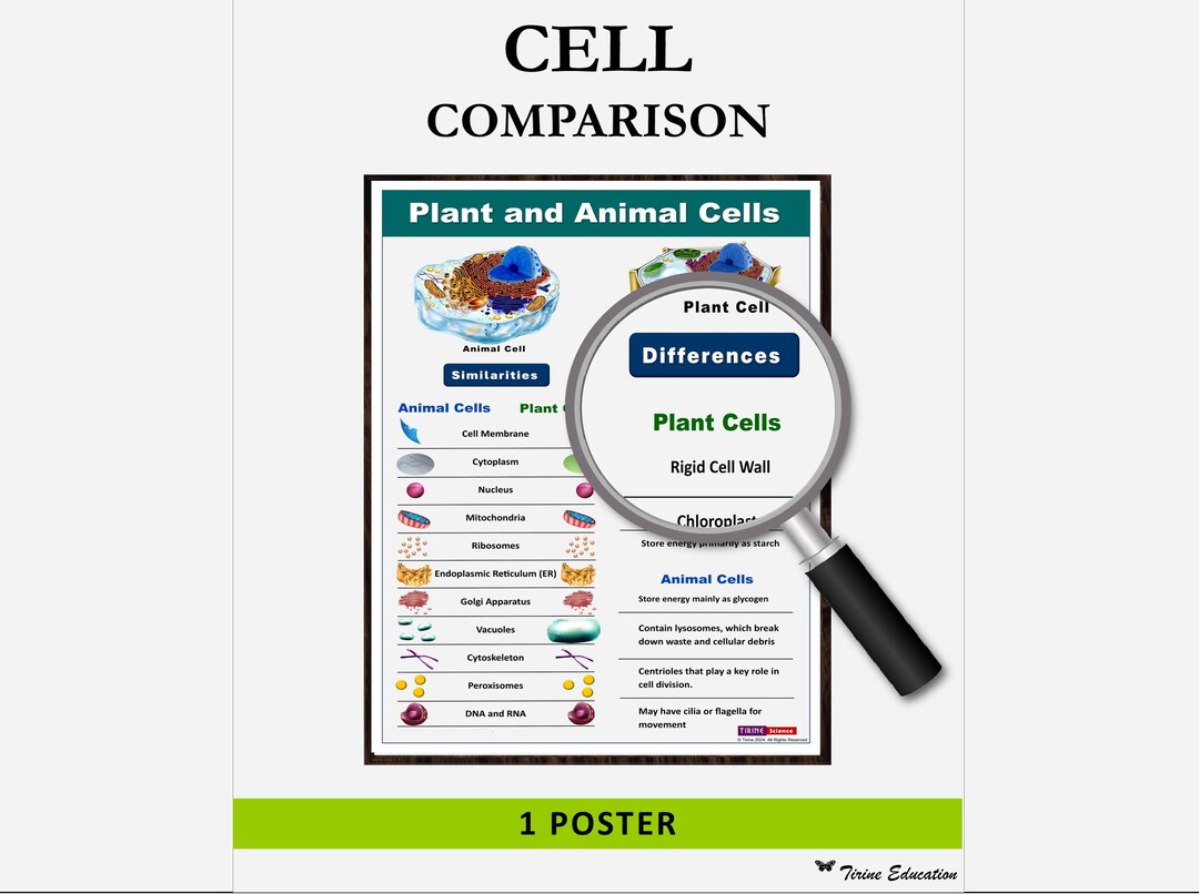 Plant & Animal Cell Organelles Poster: Science Classroom Decor ...