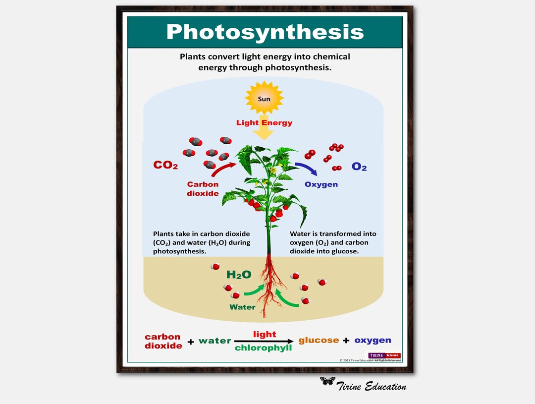 Biology Poster, Printable, Digital, Photosynthesis, Plant Studies ...
