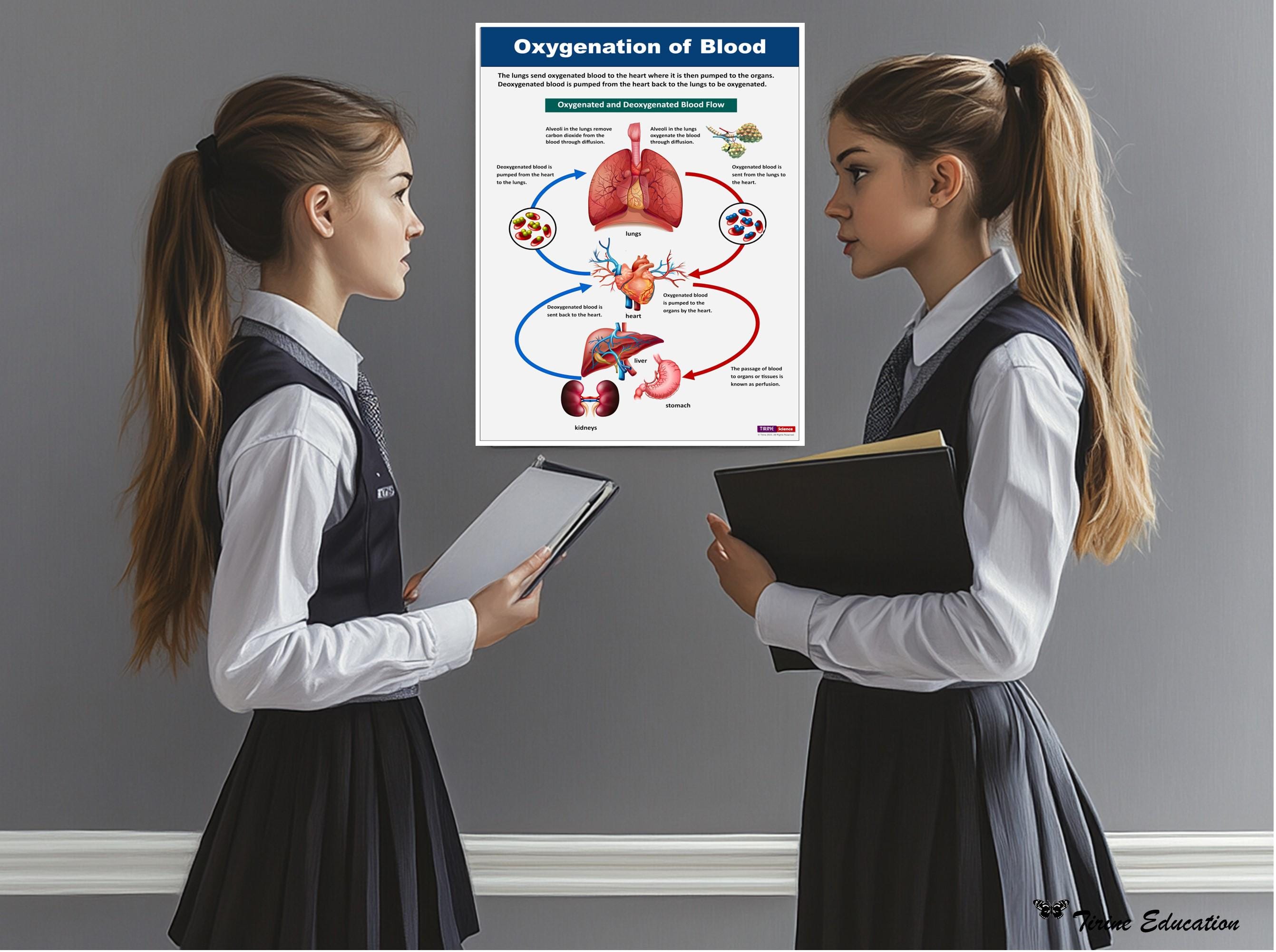 Oxygenation of Blood Classroom Poster – Engaging Science Classroom ...