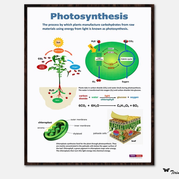 Biology Poster - Etsy