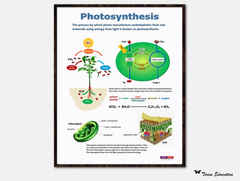 Science Biology Poster, Photosynthesis, Educational Science Wall Art ...