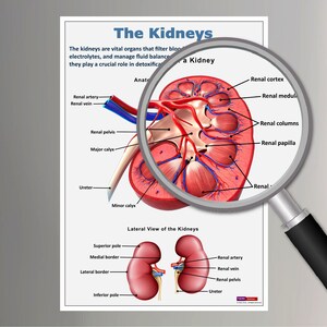 Human Kidneys Poster, Human Biology, Human Anatomy, Science Poster ...