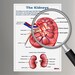 Human Kidneys Poster, Human Biology, Human Anatomy, Science Poster ...