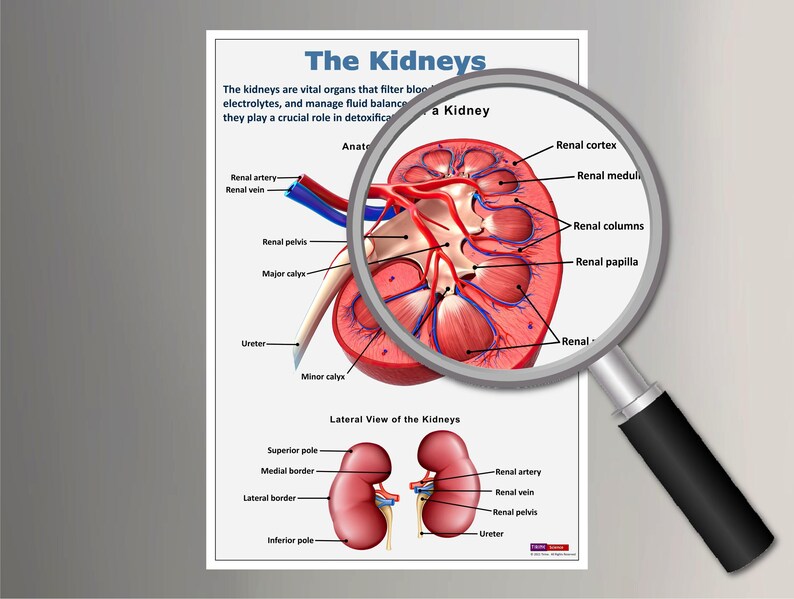 Human Kidneys Poster, Human Biology, Human Anatomy, Science Poster ...
