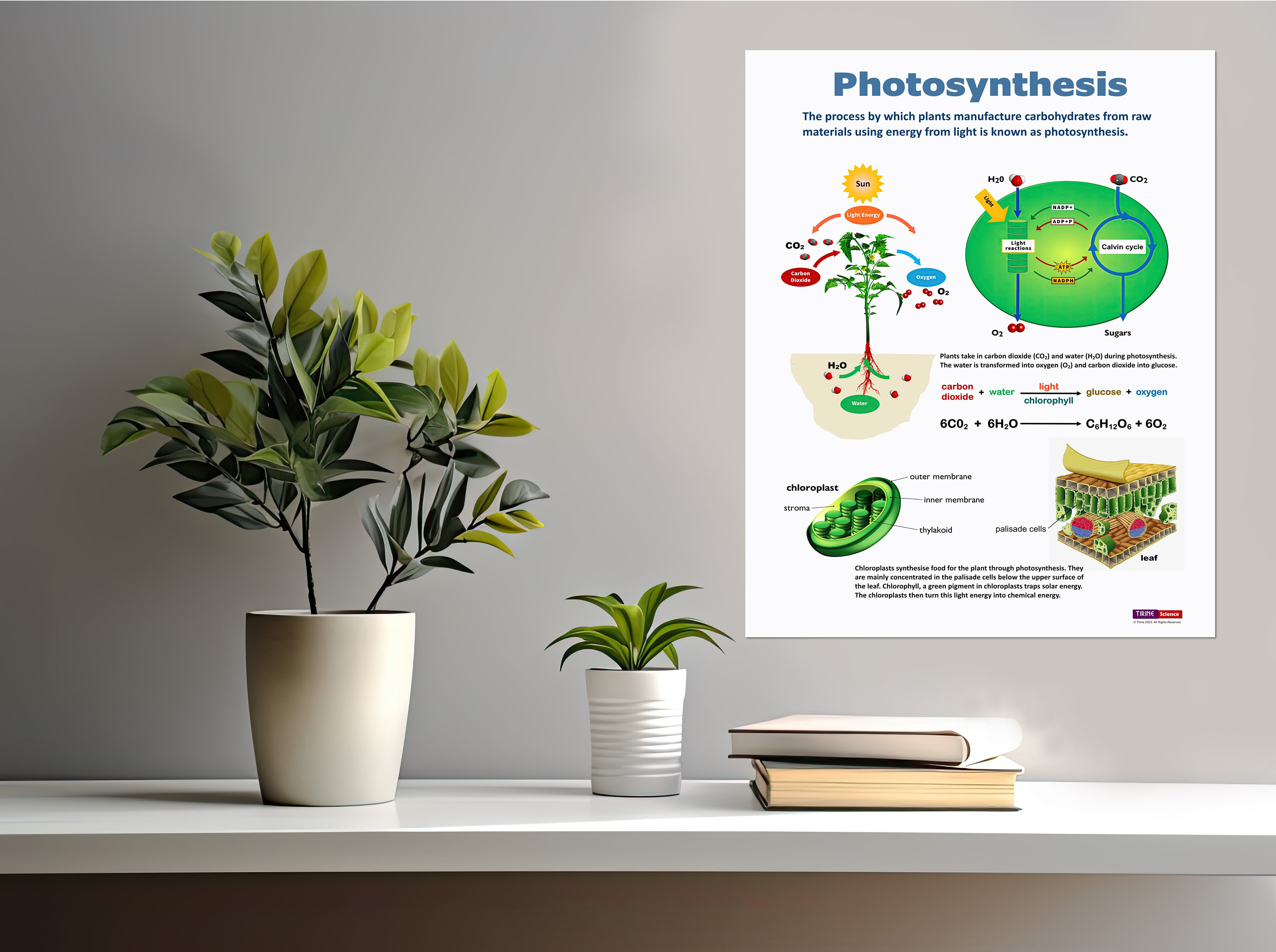 Science Biology Poster, Photosynthesis, Educational Science Wall Art ...