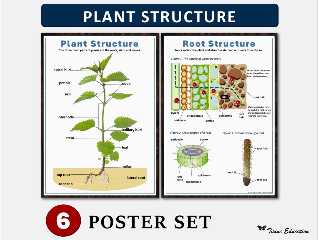 Plant Structure. Biology Poster Set, Biology Classroom Poster ...