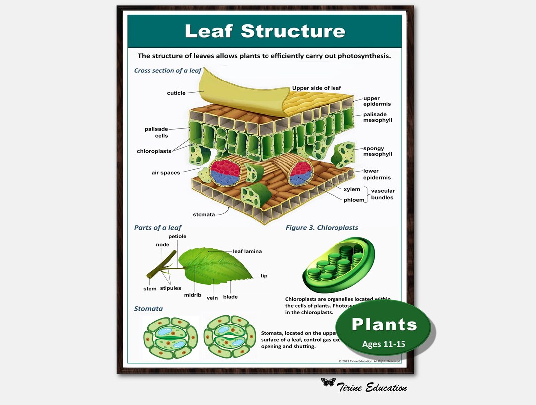 Leaf Structure Biology Poster, Printable, Digital Science Plant Studies ...