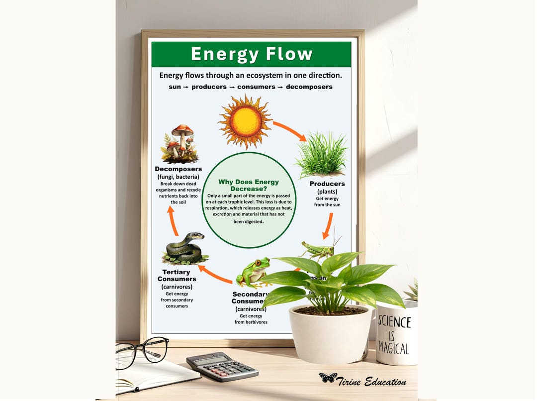 Energy Flow in Ecosystems Poster, Science, Printable Middle School STEM ...