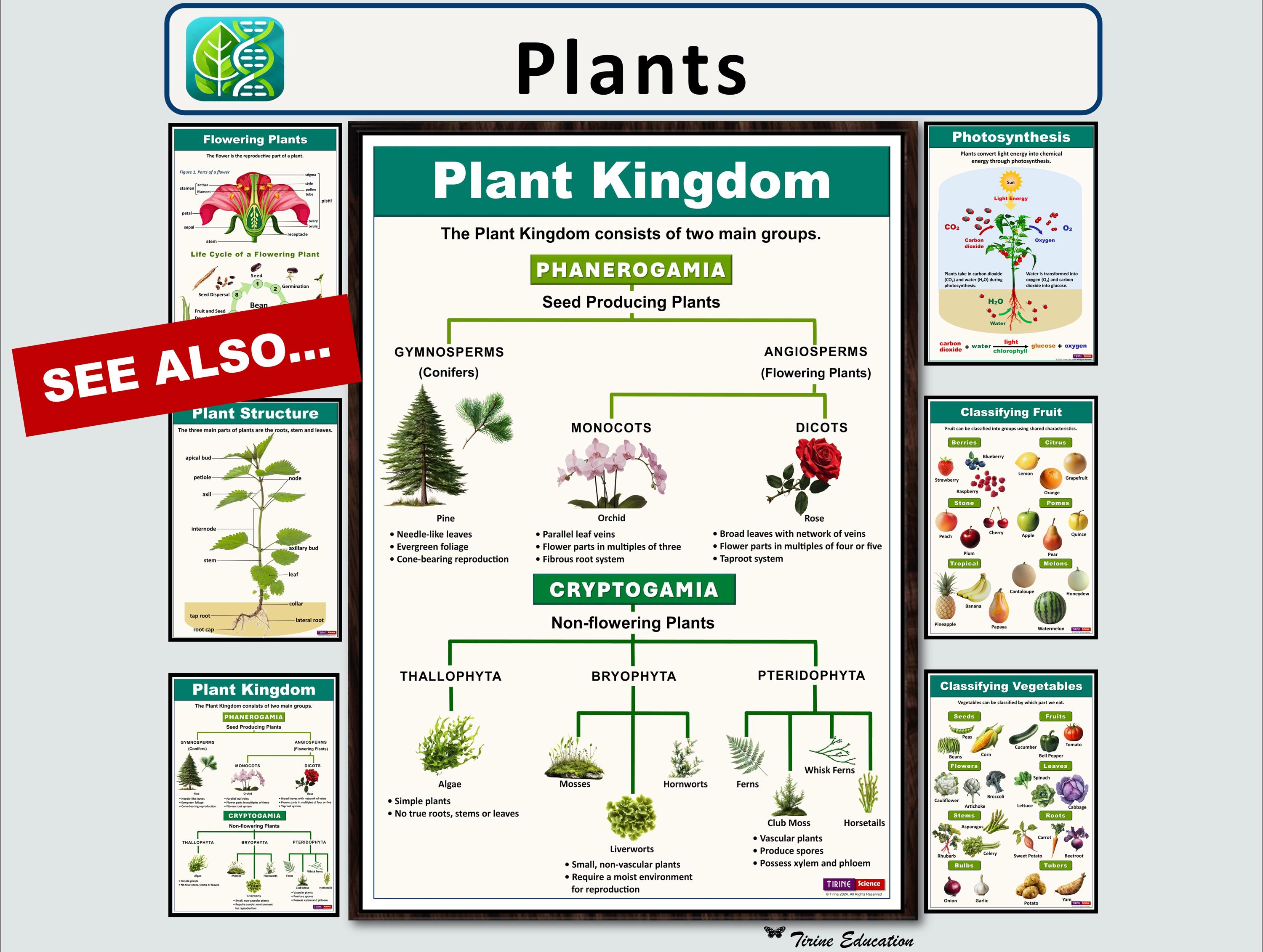 Fruit, Poster, Plants, Biology, Science, Middle School, Grade 5-8 ...