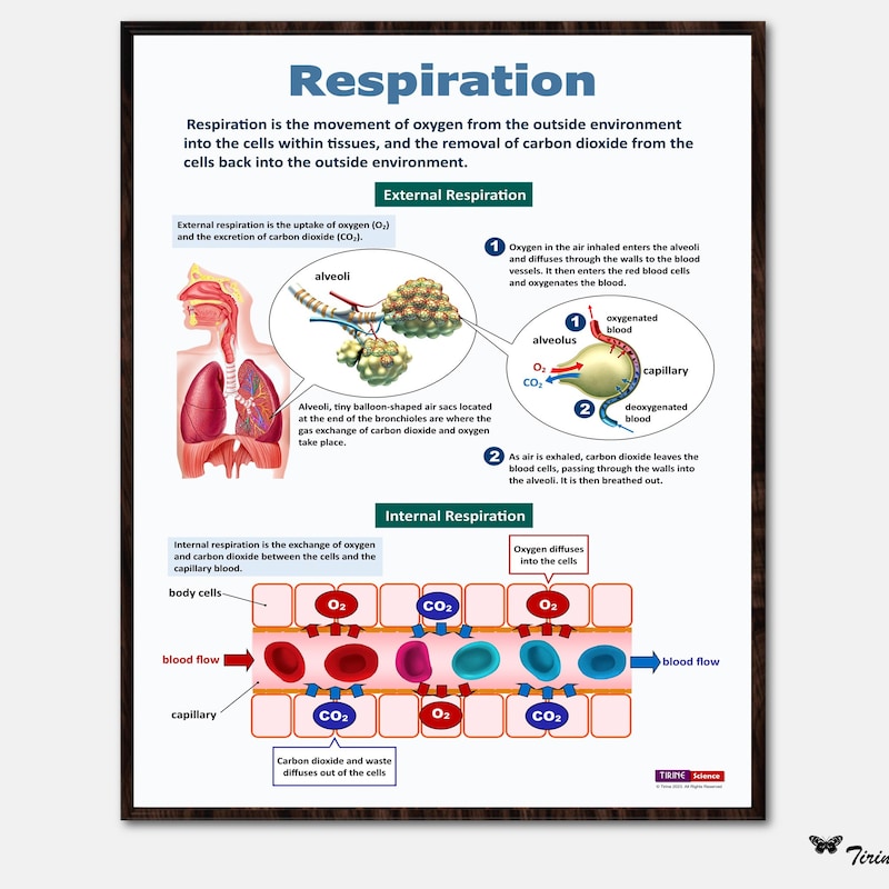 Respiratory System Poster for Classroom - Etsy
