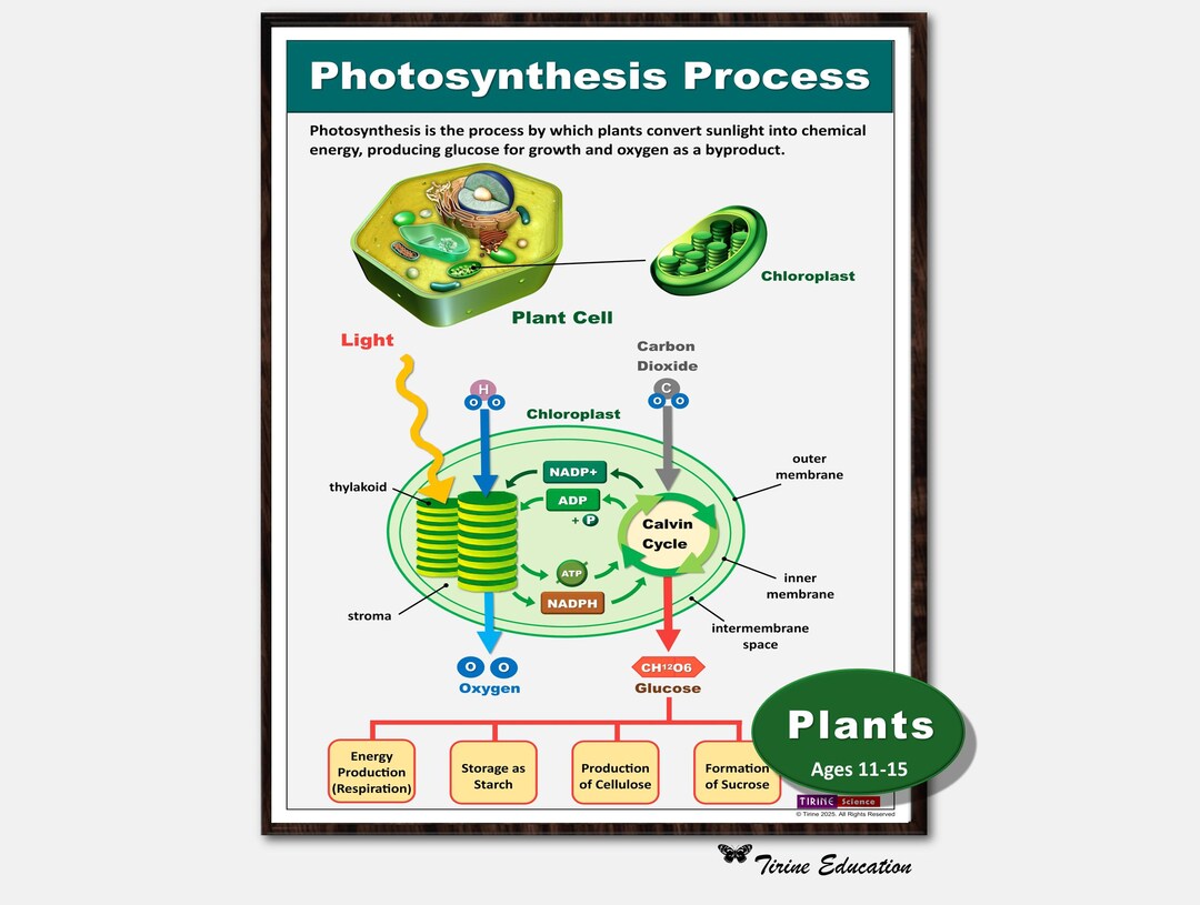 Photosynthesis Process Poster – Detailed Diagram of the Chemical ...