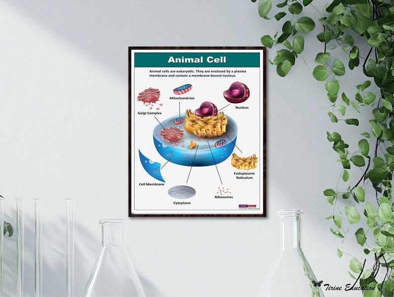 Animal Cell Classroom Poster – Simple Science Classroom Decor for Kids ...