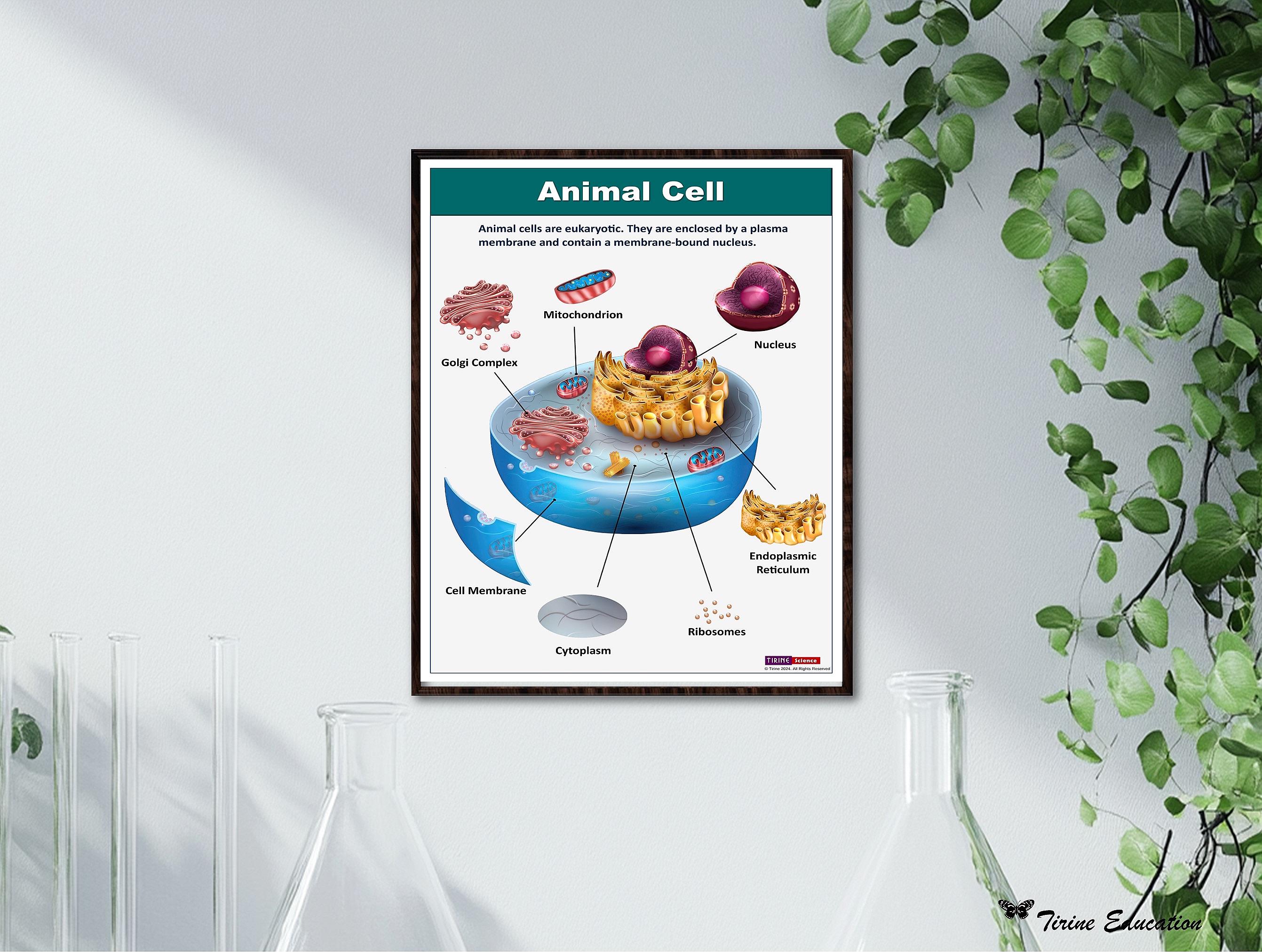Animal Cell Classroom Poster – Simple Science Classroom Decor for Kids ...