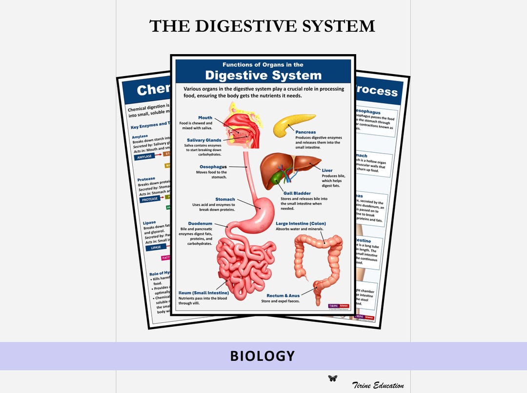 Science Posters, Digestive System, Human Anatomy, Middle and High ...