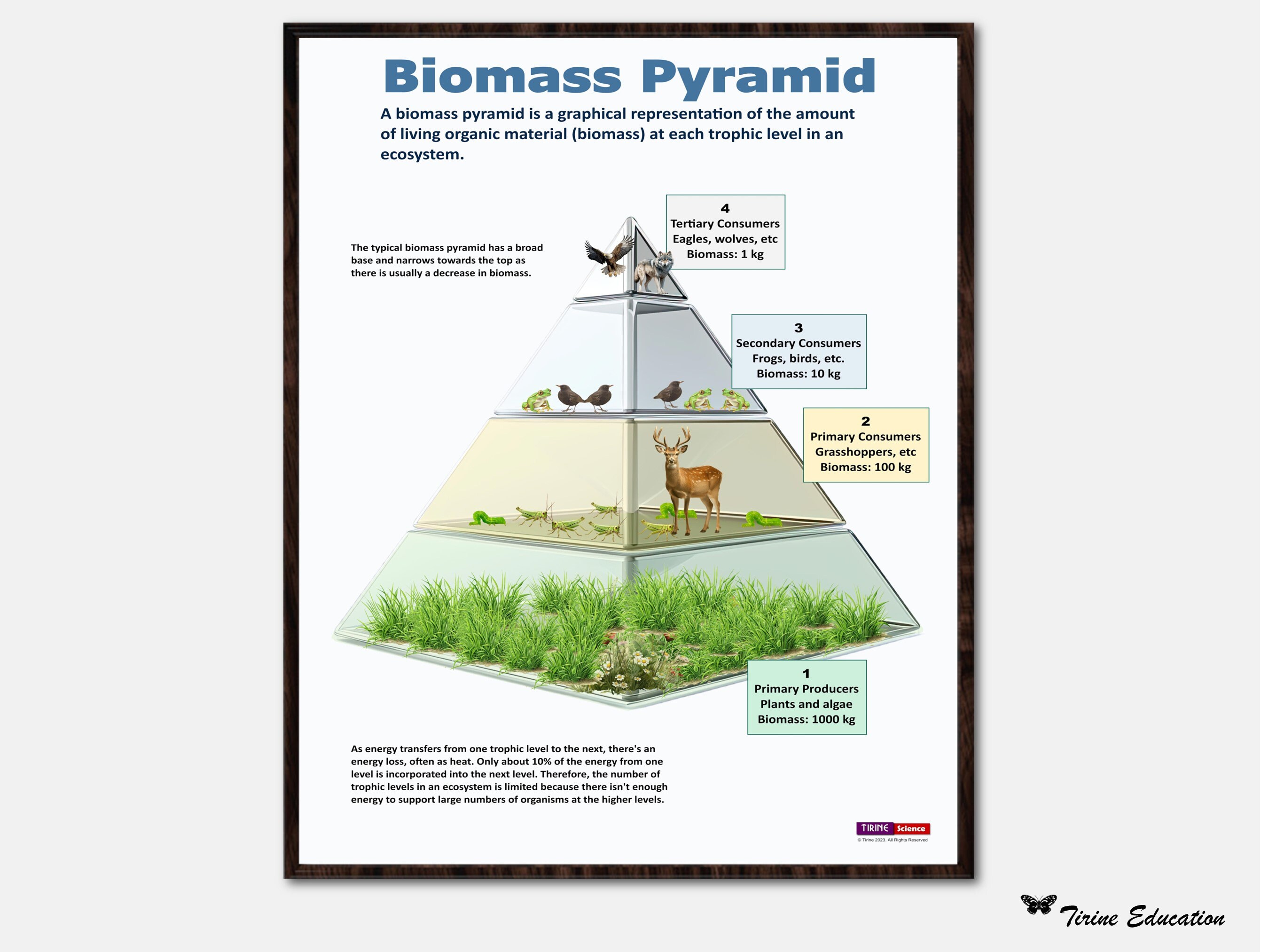 Blank Biomass Pyramid