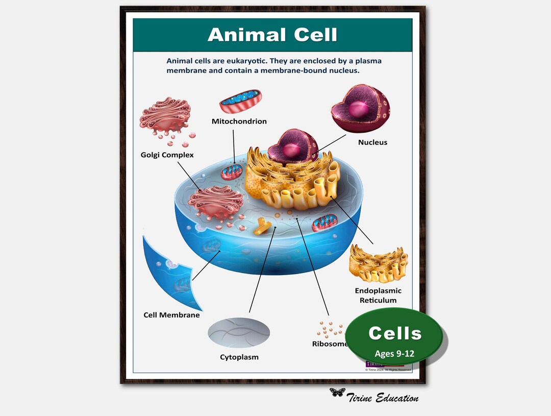 Animal Cell Classroom Poster – Simple Science Classroom Decor for Kids ...