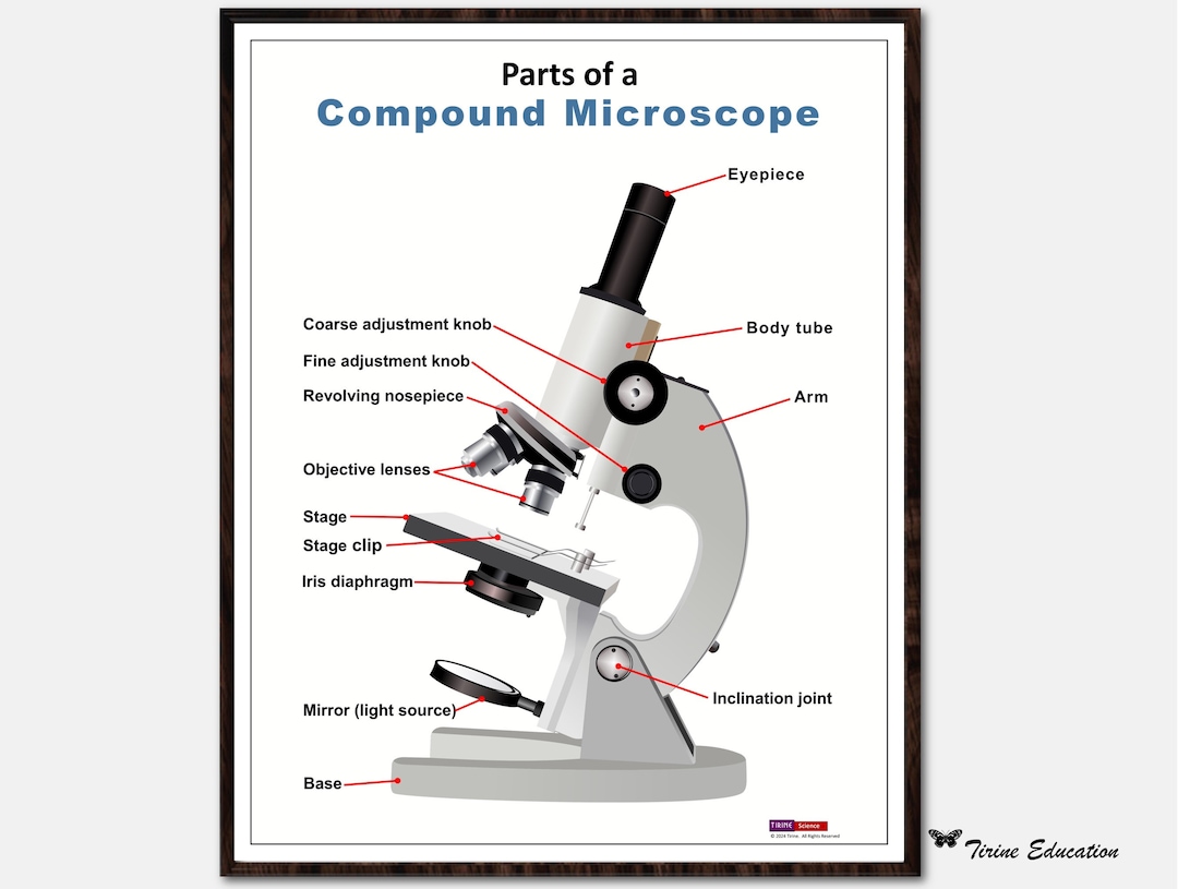 Compound Microscope Poster, Parts of a Microscope, Science Poster ...