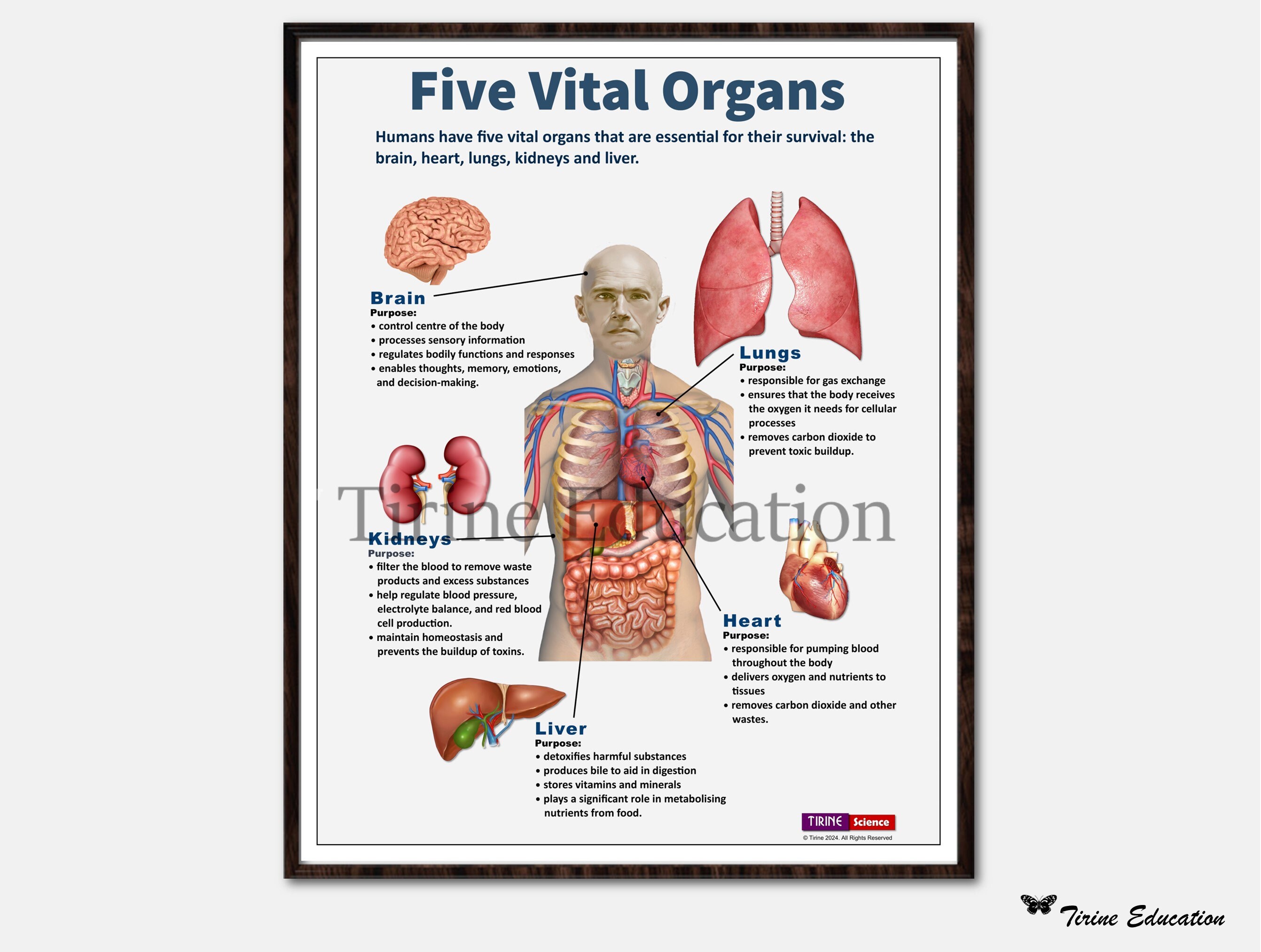 Vital Organs Poster Set, Human Biology, Human Anatomy, Science Posters ...