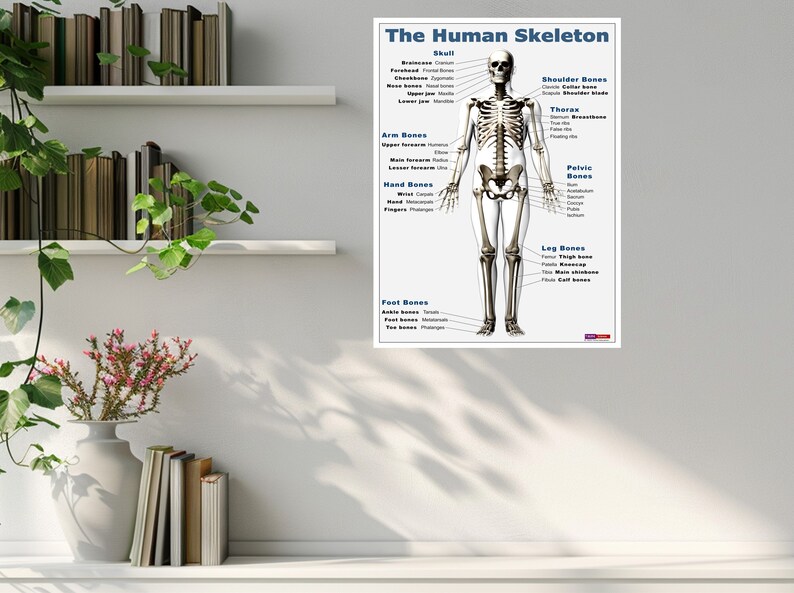 Human Skeleton Poster, Biology Poster, Middle School Science, High ...