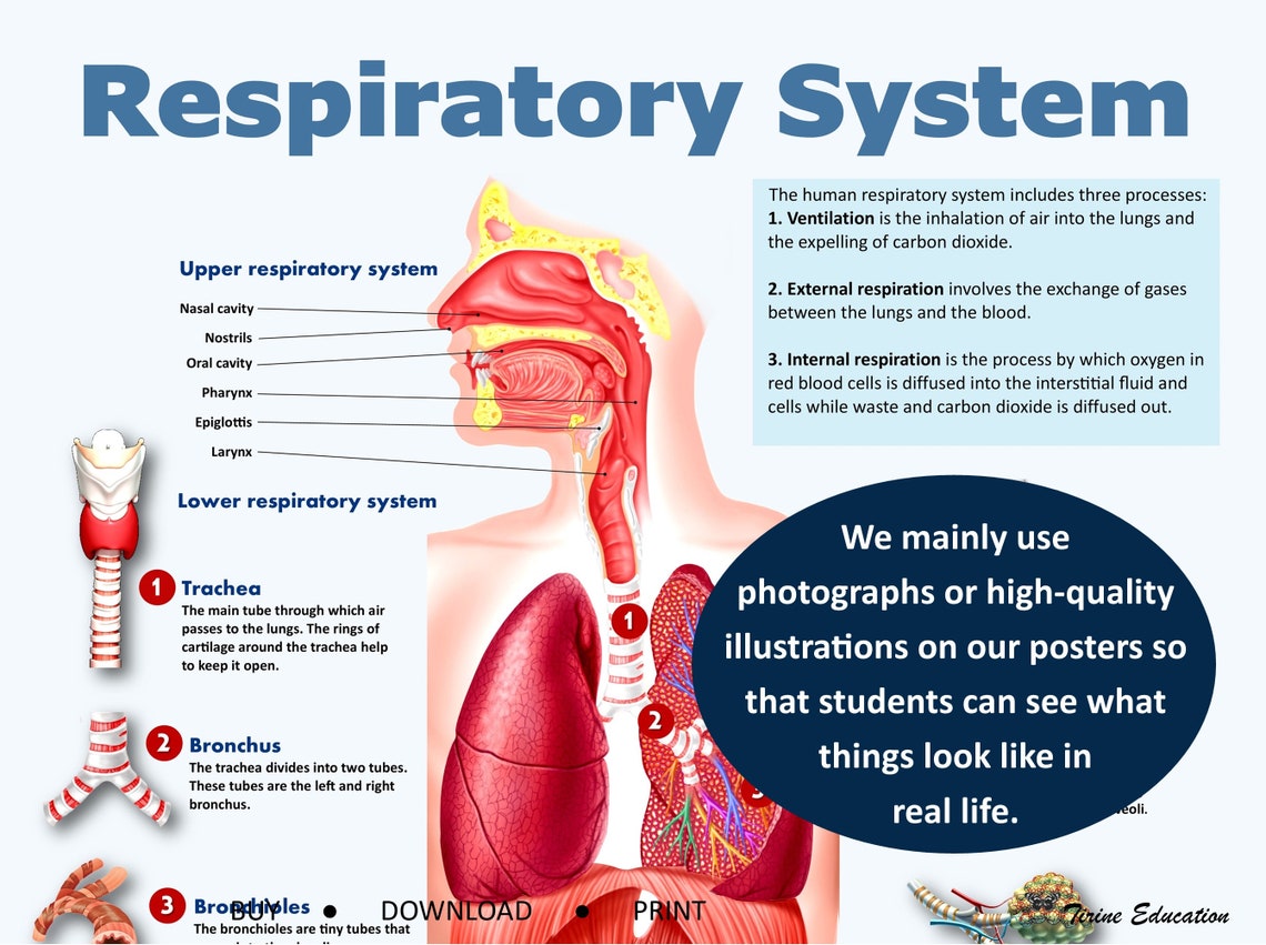 Human Respiratory System Poster, Educational Science Poster Biology ...