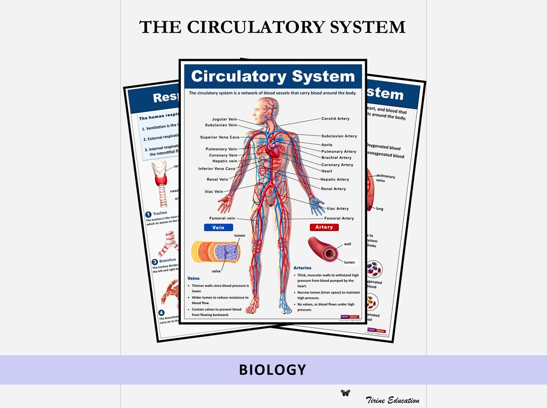 Science Posters, Circulatory System, Printable Middle and High School ...