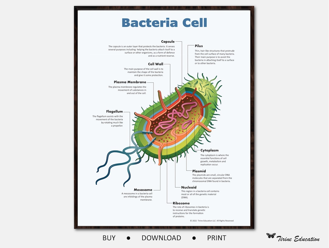 Bacteria Cell Poster, Educational Poster, Science Biology Classroom ...