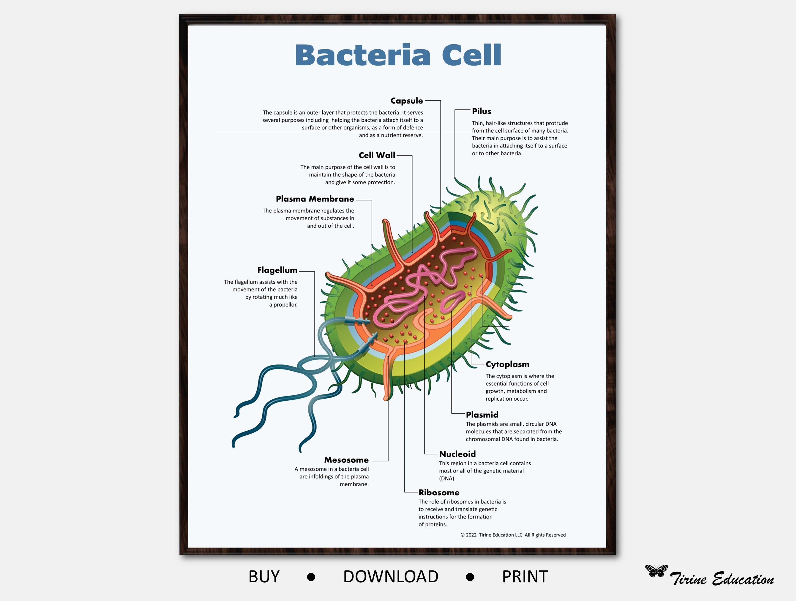 Bacteria Cell Poster, Educational Poster, Science Biology Classroom ...