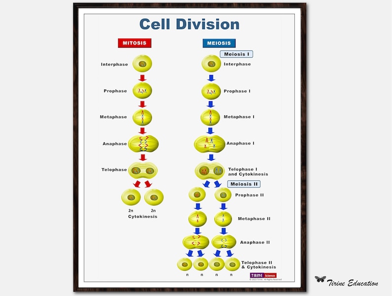 Cell Division Poster, Meiosis, Mitosis, Biology Poster, High School ...